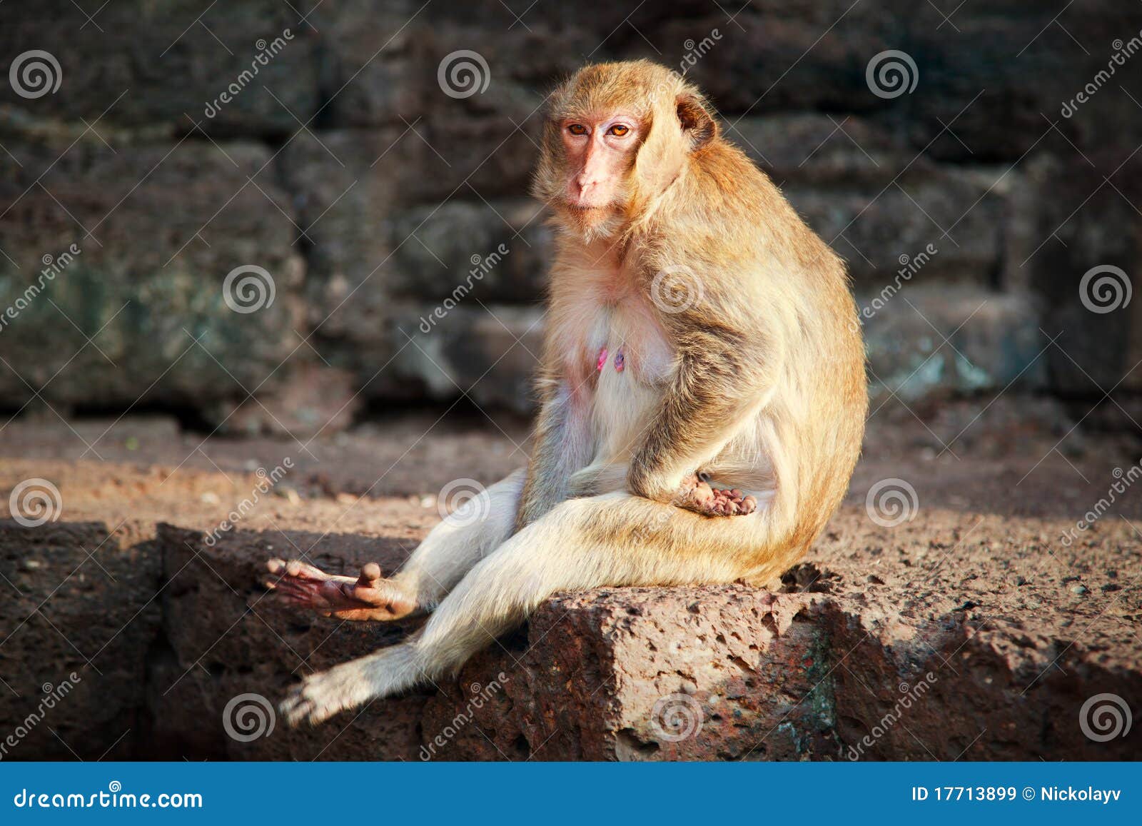 Rhesus Macaque Monkey Portrait Stock Image - Image of posing, monkey ...