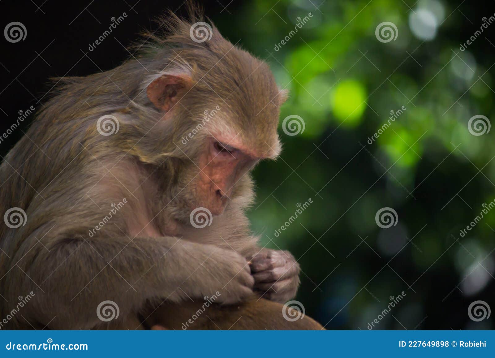 The Rhesus Macaque Monkey or Primate or Also Known As Macaca Mulatta ...