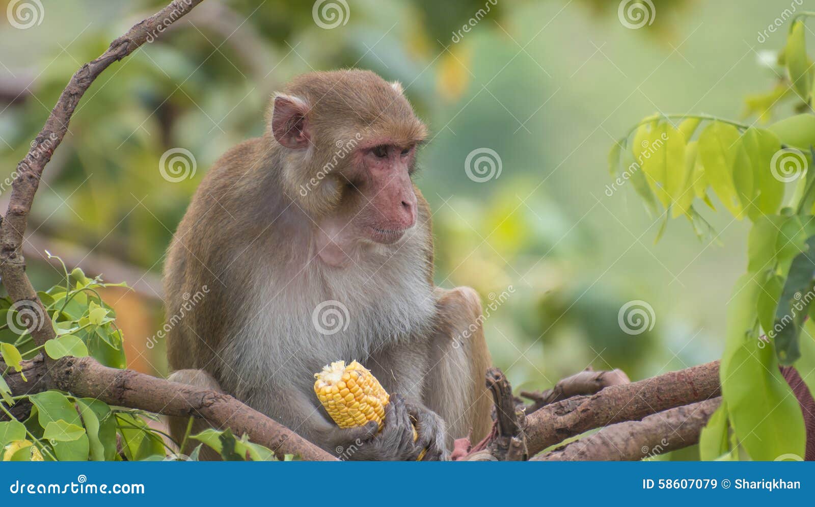 Rhesus Macaque Monkey stock image. Image of sancturies - 58607079