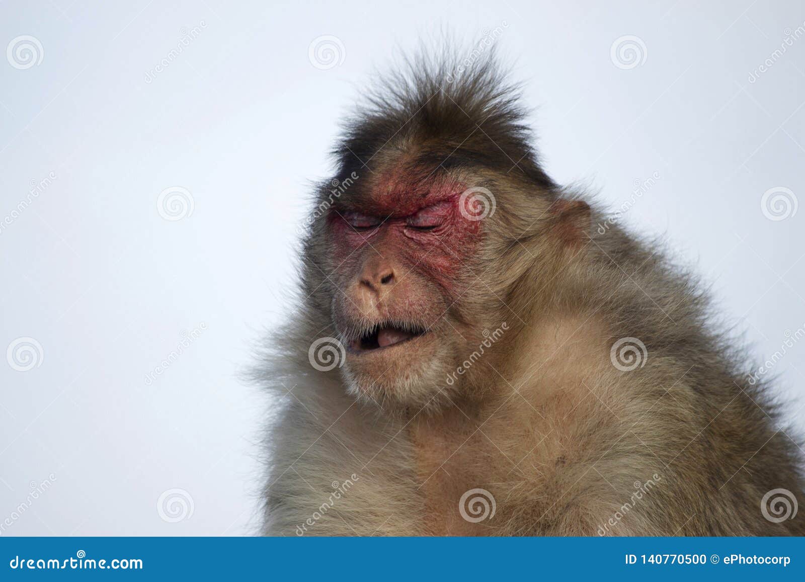 Rhesus Macaque or Monkey with Sad Expression, Maharashtra, India Stock ...