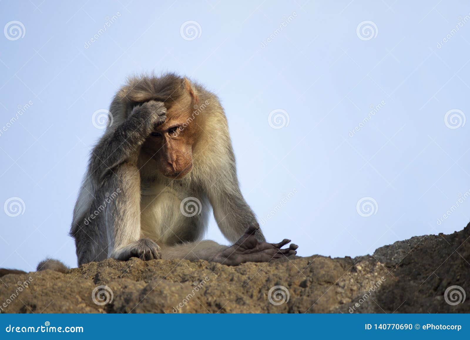 Monkey Scratching Its Back In A Small Beach In Vietnam Royalty-Free ...