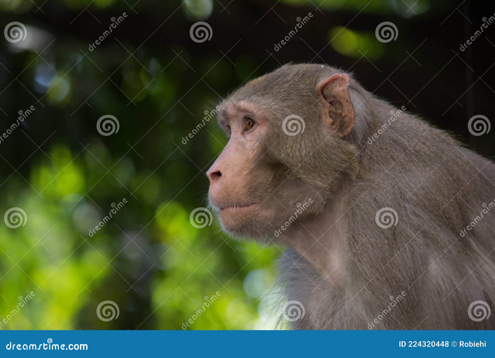 The Rhesus Macaque Monkey Sitting Under the Tree and Looking for His ...