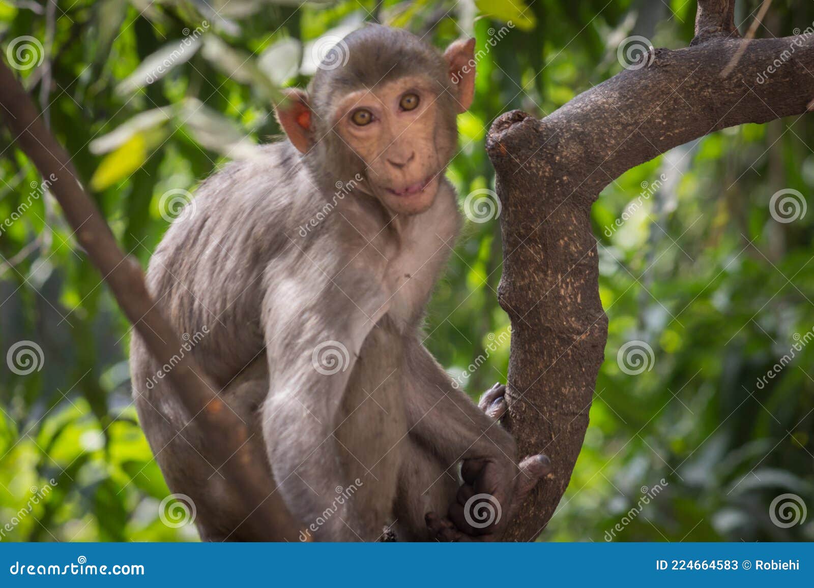The Rhesus Macaque Monkey Sitting Under the Tree and Looking for His ...