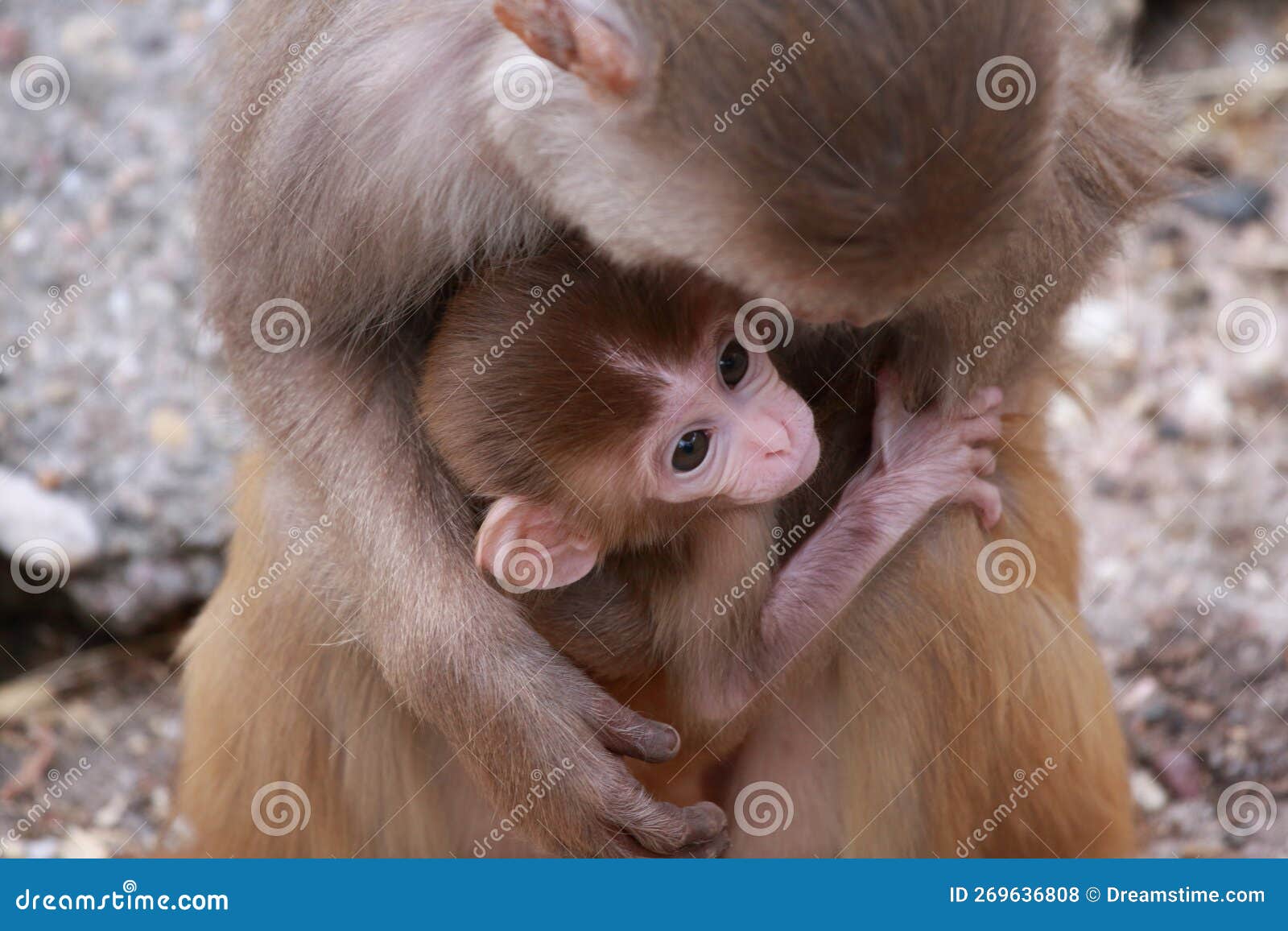 Rhesus Macaque Mother and Baby Stock Photo - Image of pair, couple ...
