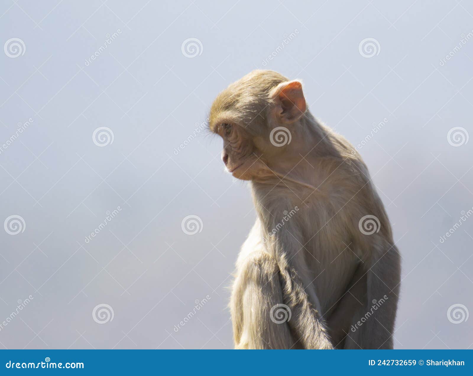 Rhesus Macaque or Red Faced Monkey Macaca Mulatta Stock Image - Image ...