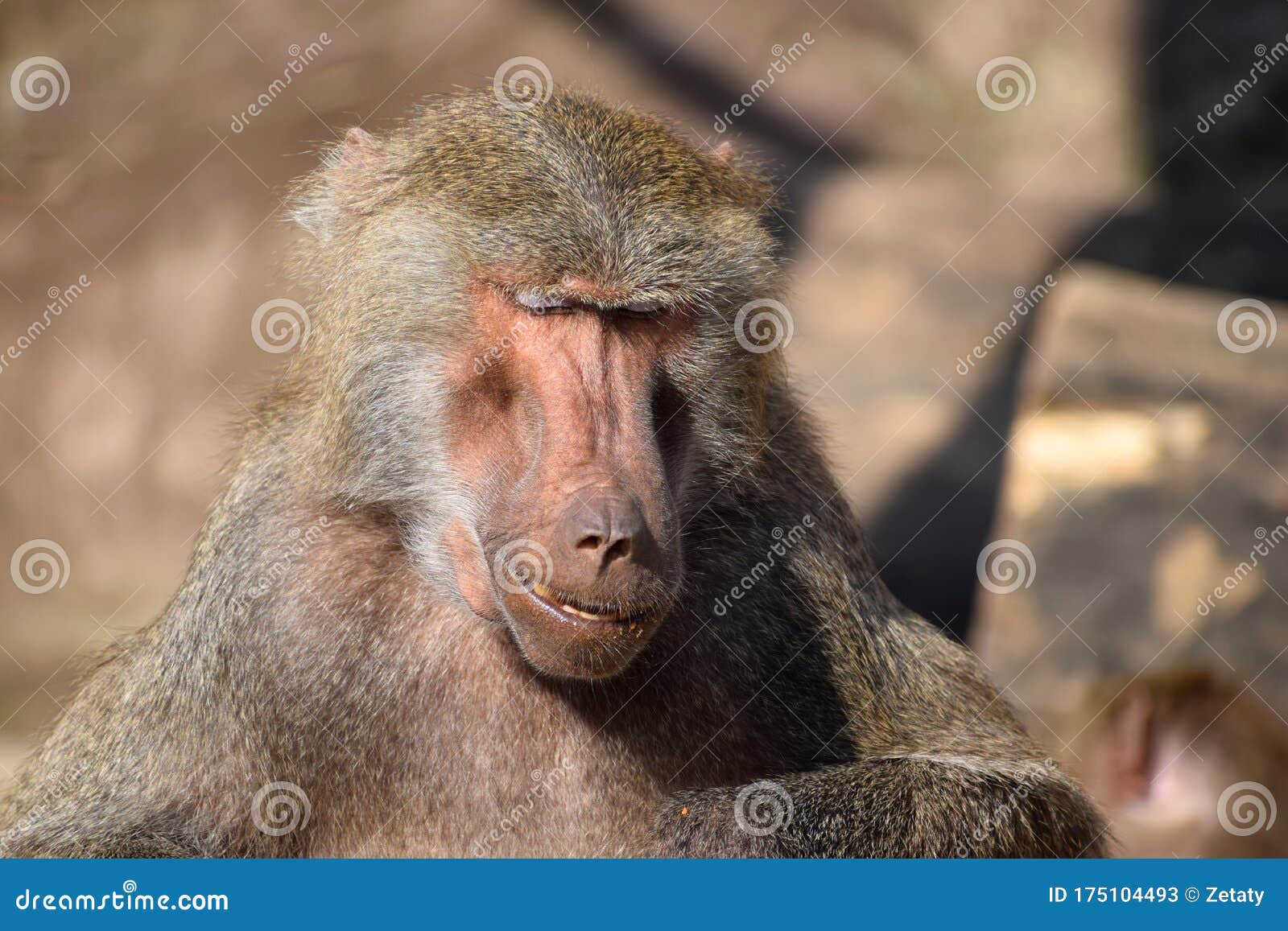 Rhesus Macaques Old World Monkeys Stock Image - Image of head ...