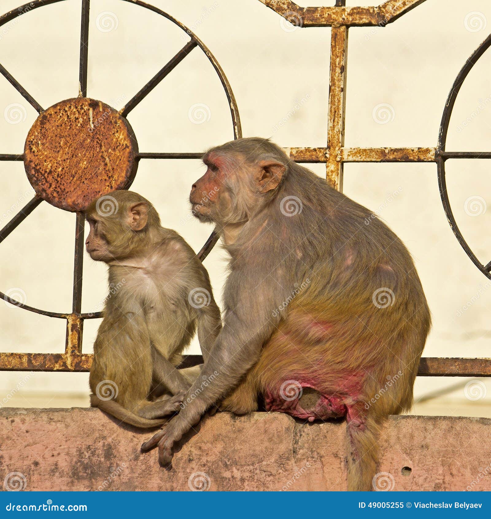 Rhesus macaques stock image. Image of mulatta, braj, india - 49005255