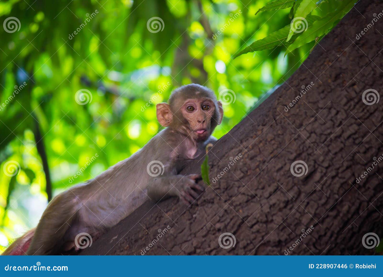 Rhesus Macaques Monkey are Familiar Brown Primates or Apes or Macaca or ...