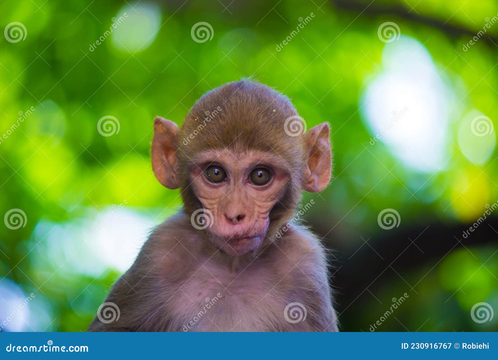Rhesus Macaques Monkey are Familiar Brown Primates or Apes or Macaca or ...