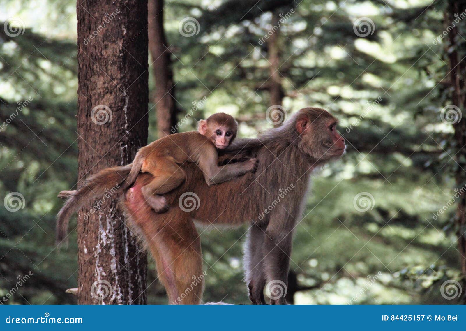 Rhesus Macaques - Monkey stock image. Image of adult - 84425157