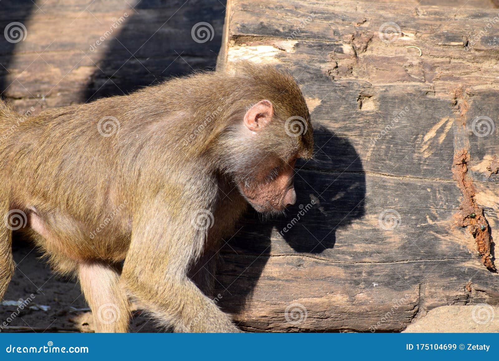 Rhesus Macaques Old World Monkeys Stock Image - Image of jungle ...