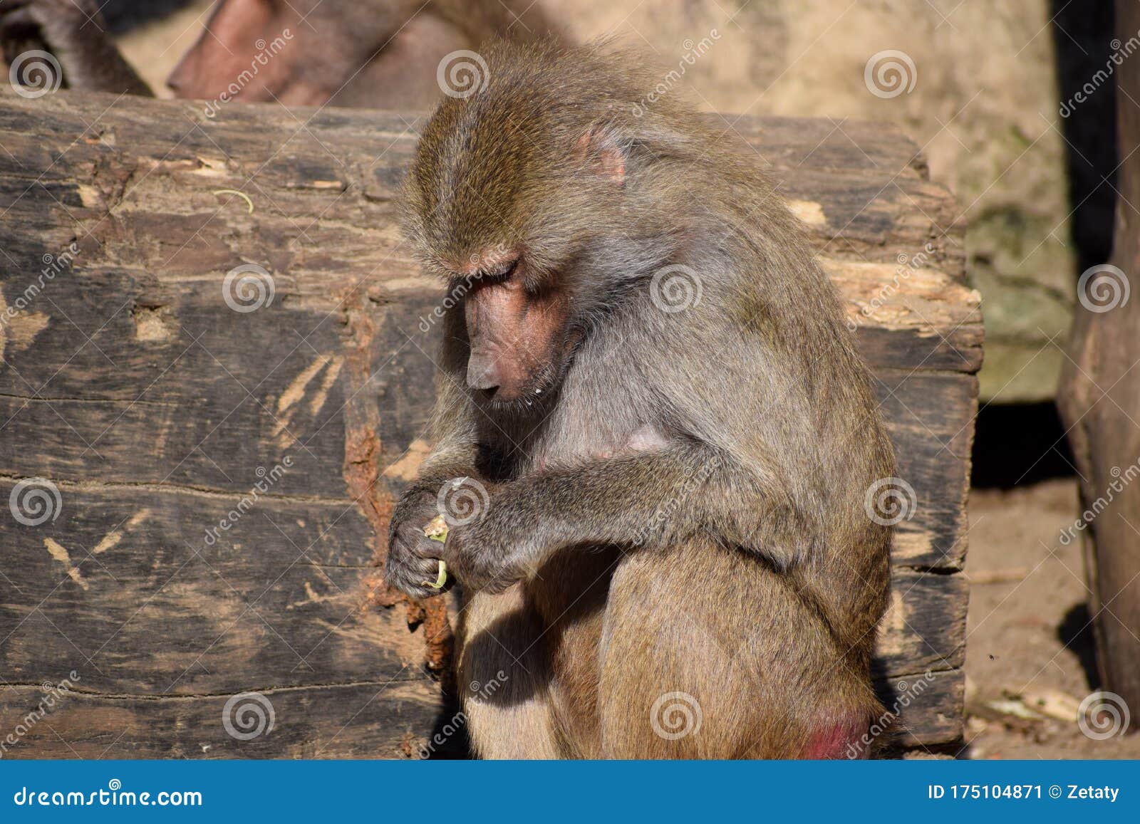 Rhesus Macaques Old World Monkeys Stock Image - Image of asia, macaque ...