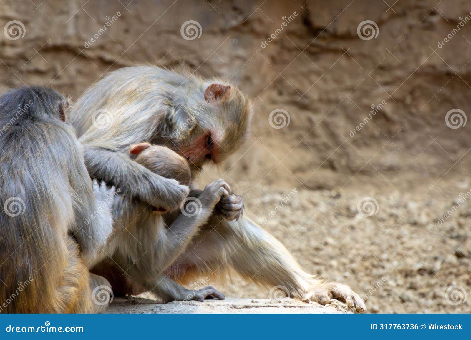 Rhesus Macaques in the Zoo Enclosure. Stock Photo - Image of baboons ...