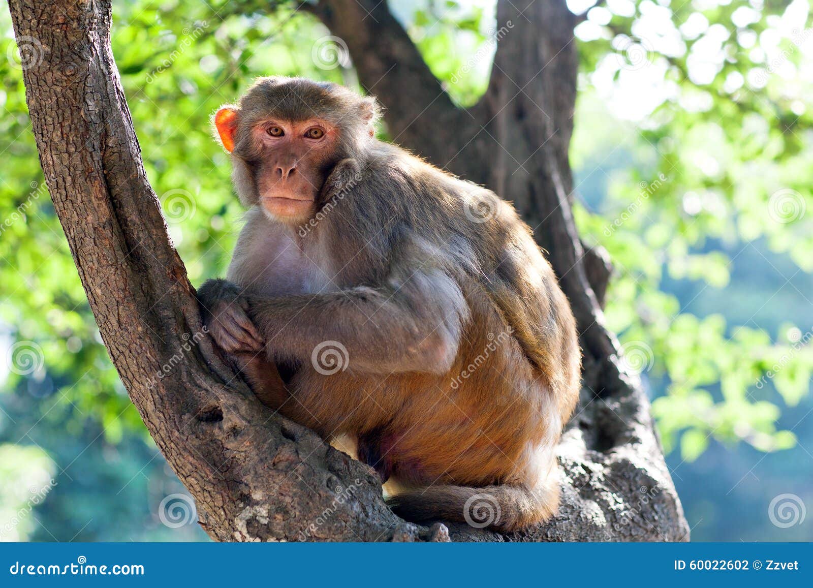 Rhesus makaque monkey stock photo. Image of forest, cheater - 60022602