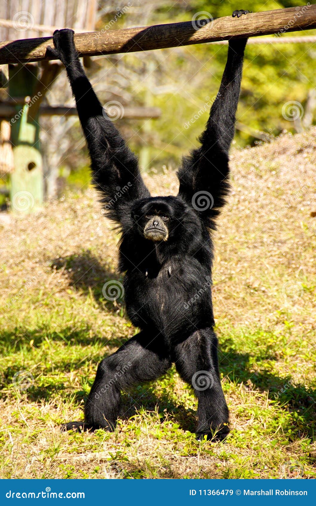 Rhesus Monkey stock image. Image of exhibit, monkey, expression - 11366479