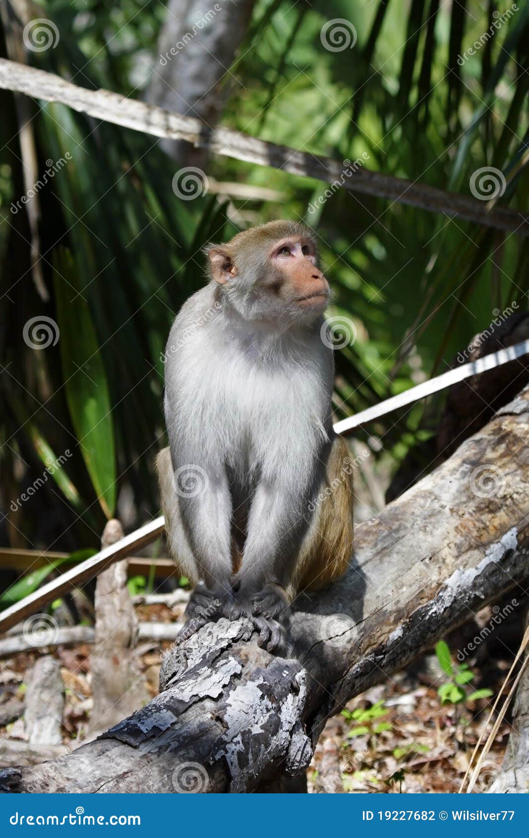 Rhesus Monkey stock photo. Image of forest, wild, subtropical - 19227682