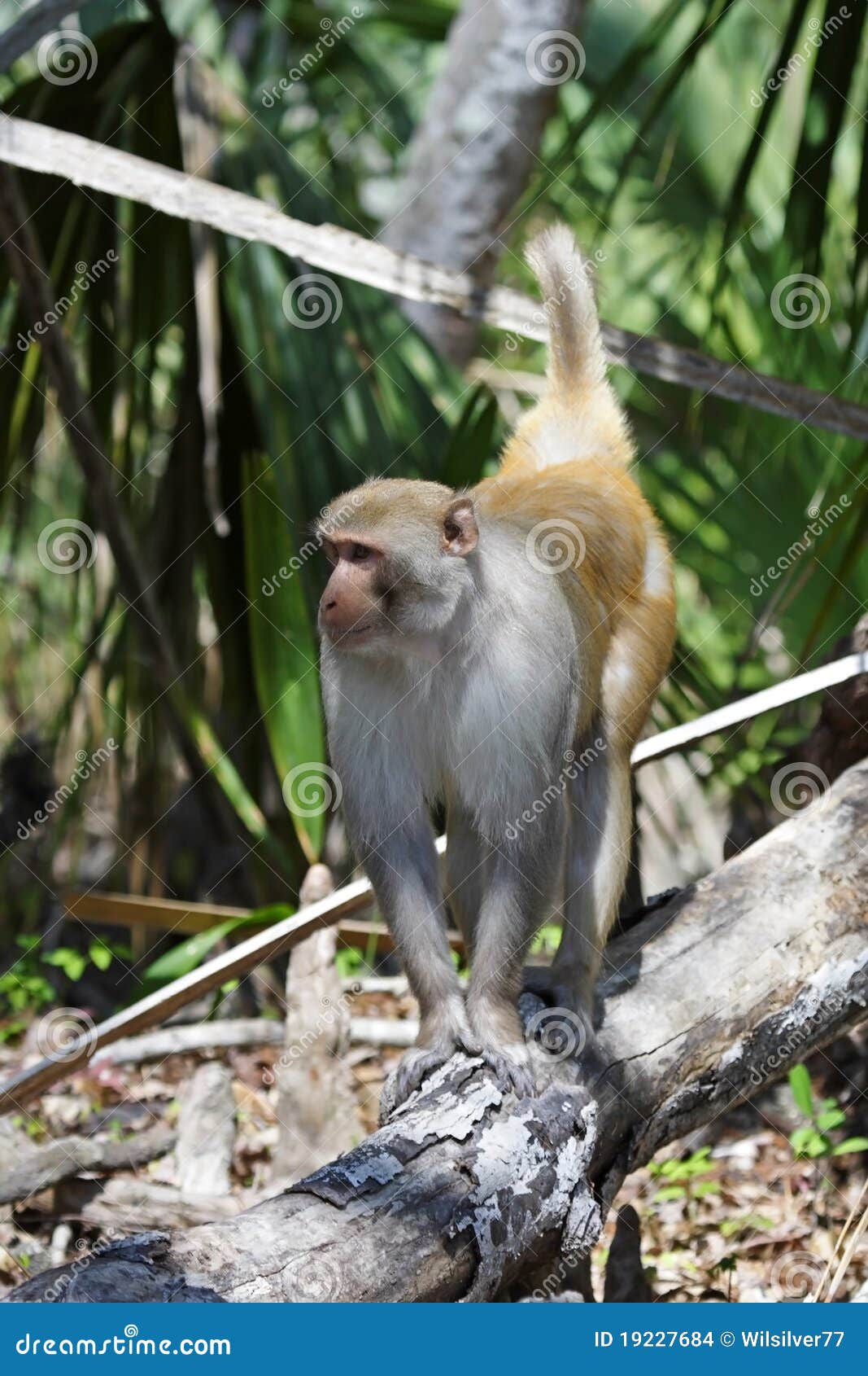 Rhesus Monkey stock photo. Image of wild, tropical, wildlife - 19227684