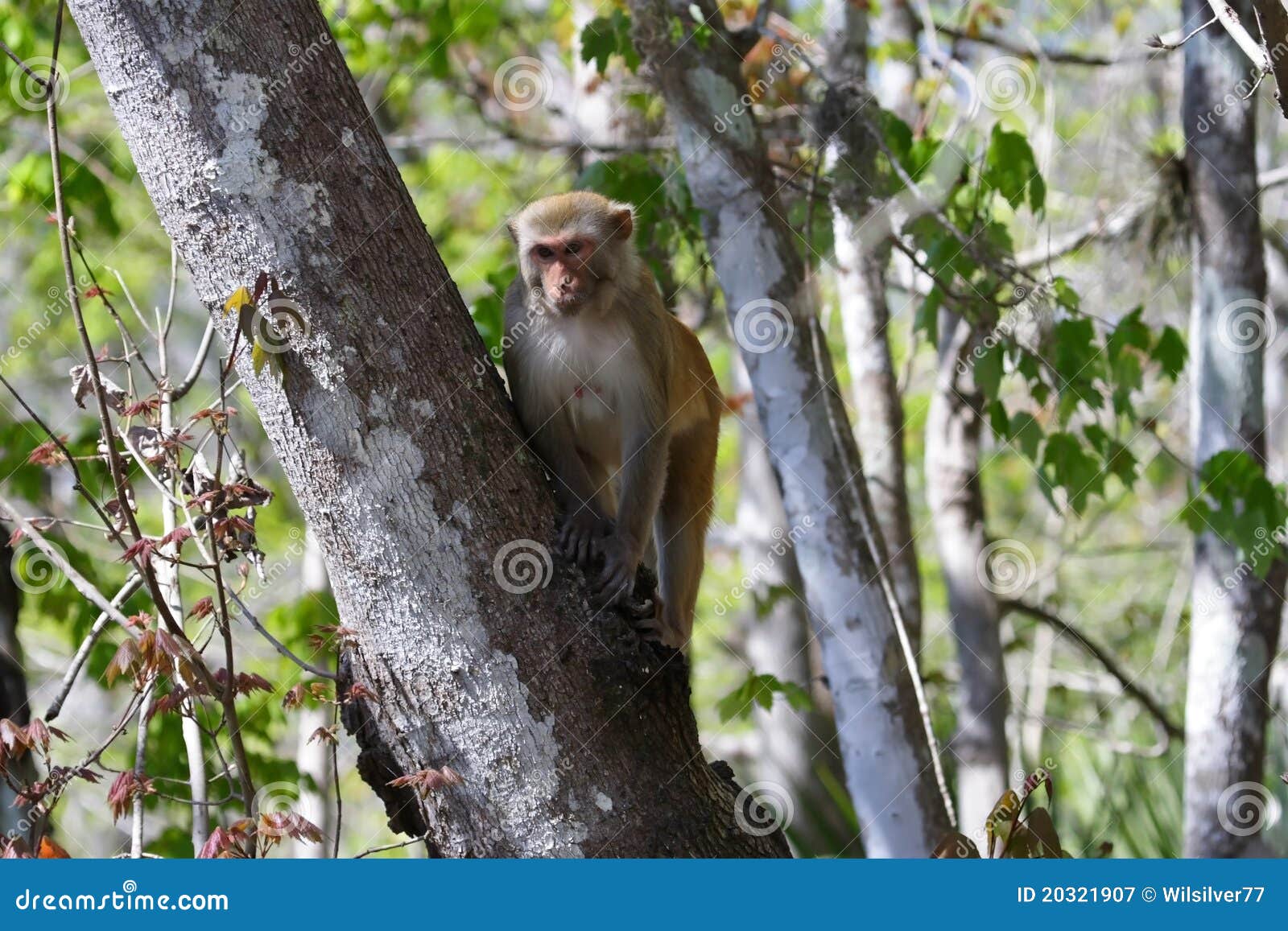 Rhesus Monkey stock image. Image of visit, subtropical - 20321907