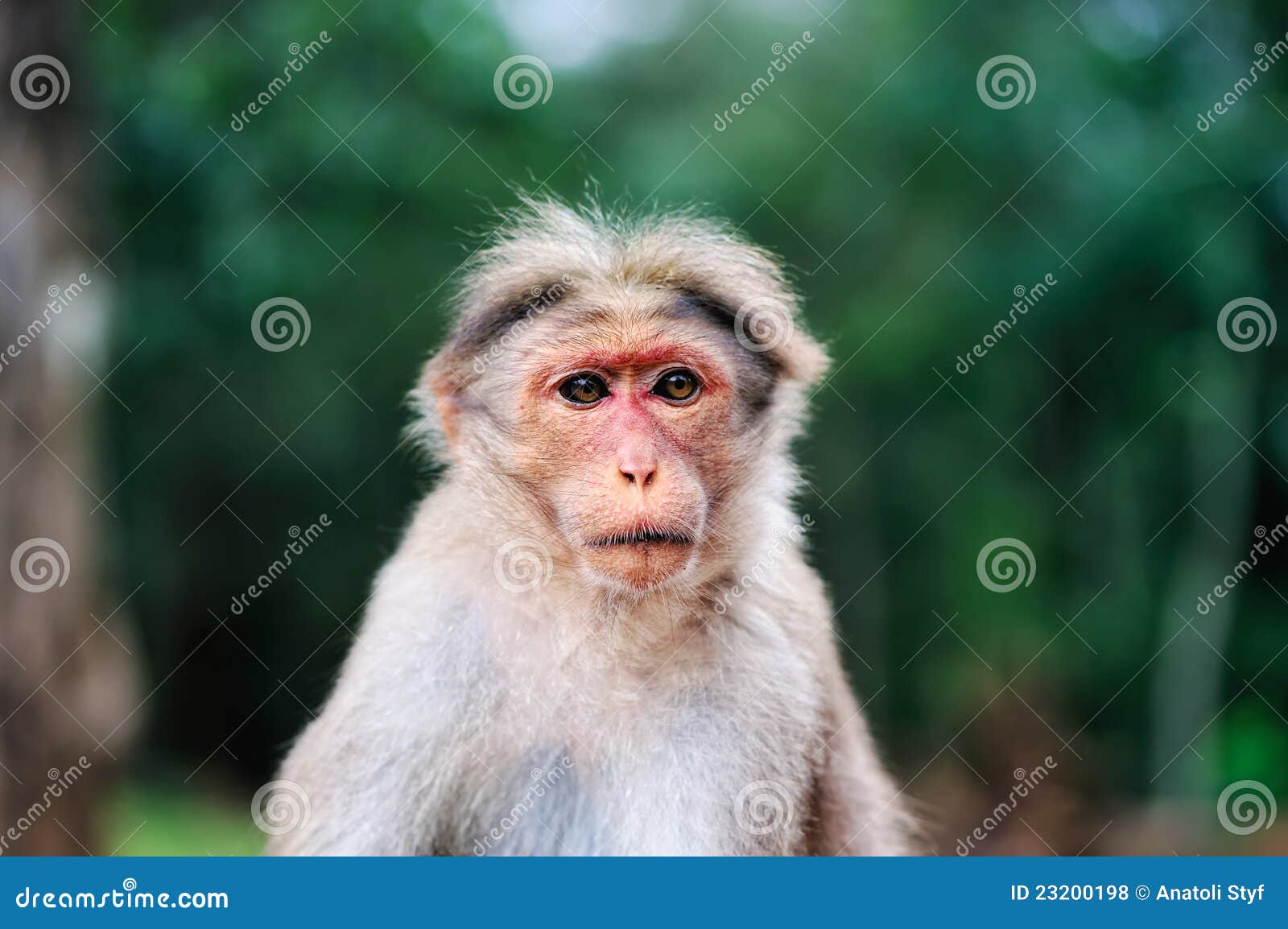 Rhesus monkey stock photo. Image of looking, vertebrate - 23200198