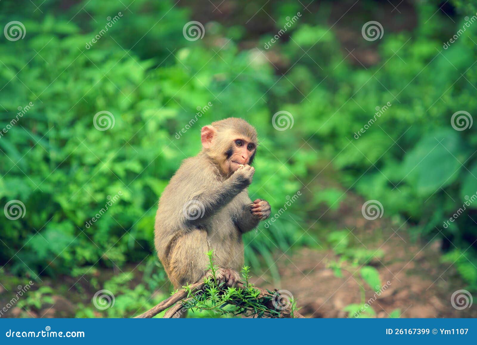 Rhesus monkey stock image. Image of monkeys, rhesus, wildlife - 26167399