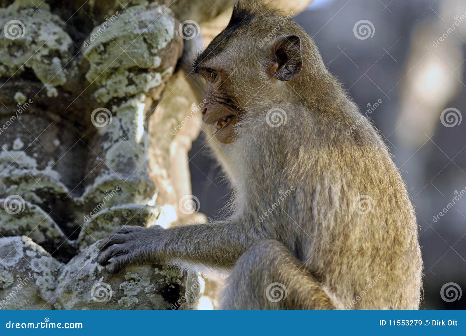 Rhesus Monkey at Angkor Wat Stock Image - Image of asia, nature: 11553279