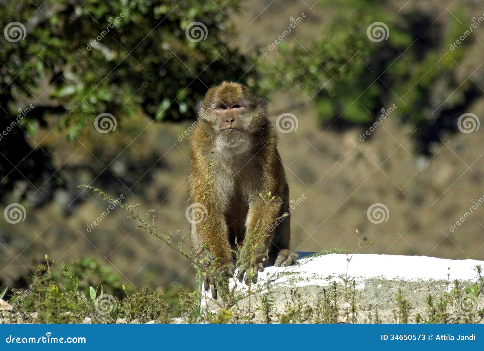 Rhesus monkey, Bhutan stock image. Image of hand, brownish - 34650573