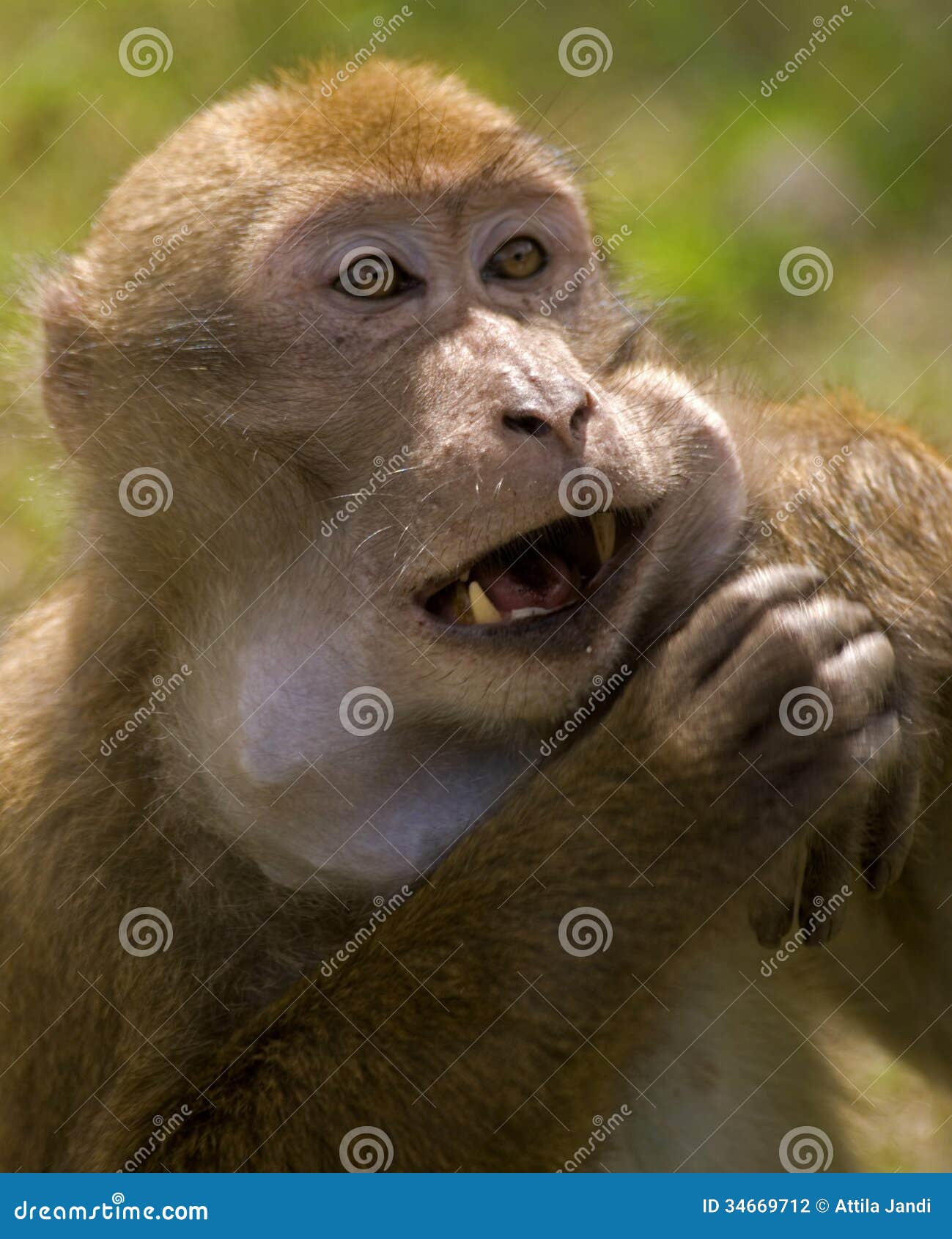 Rhesus monkey, Bhutan stock photo. Image of attraction - 34669712