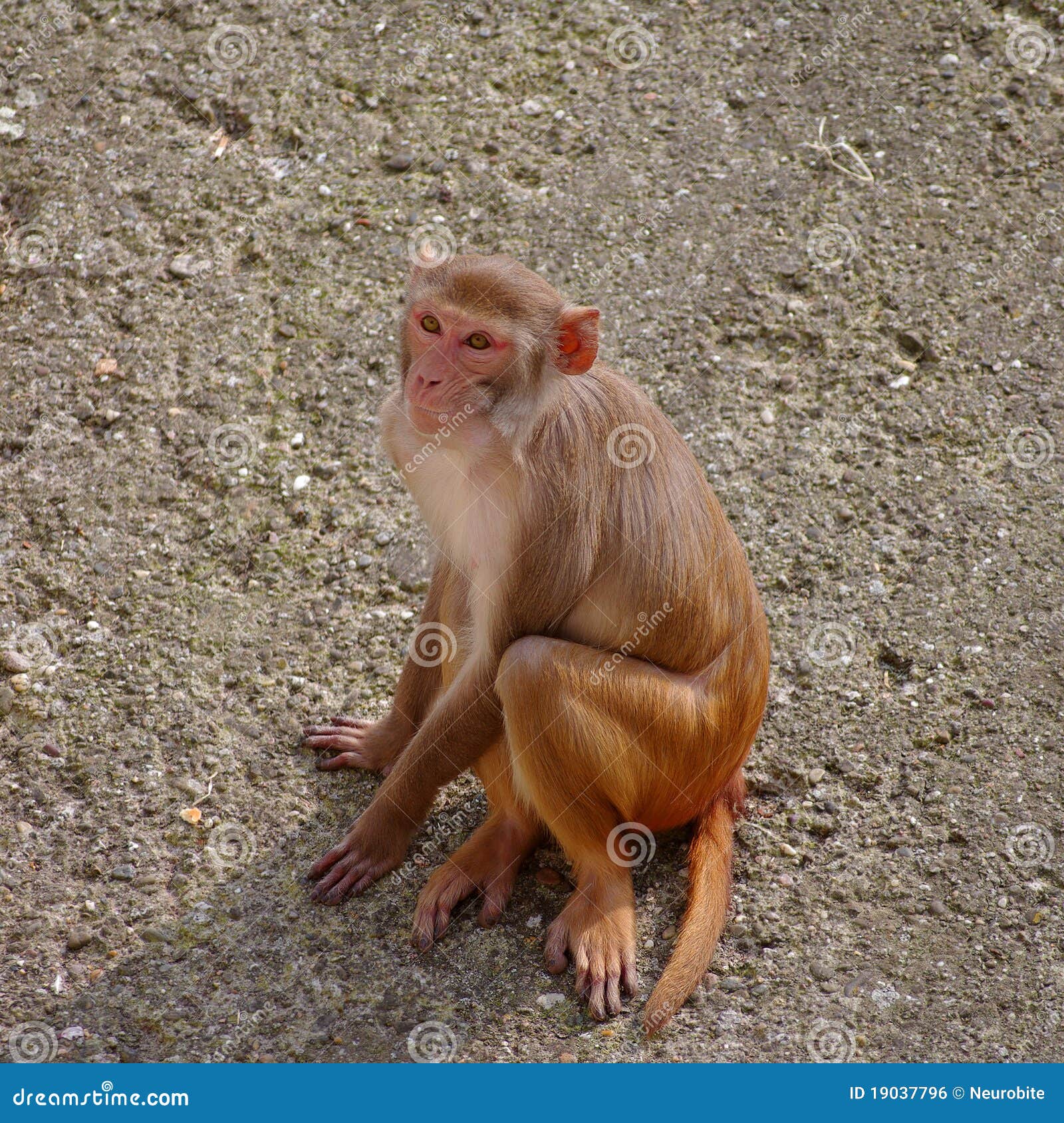 Rhesus Monkey at the Heidelberg S Zoo, Germany Stock Photo - Image of ...