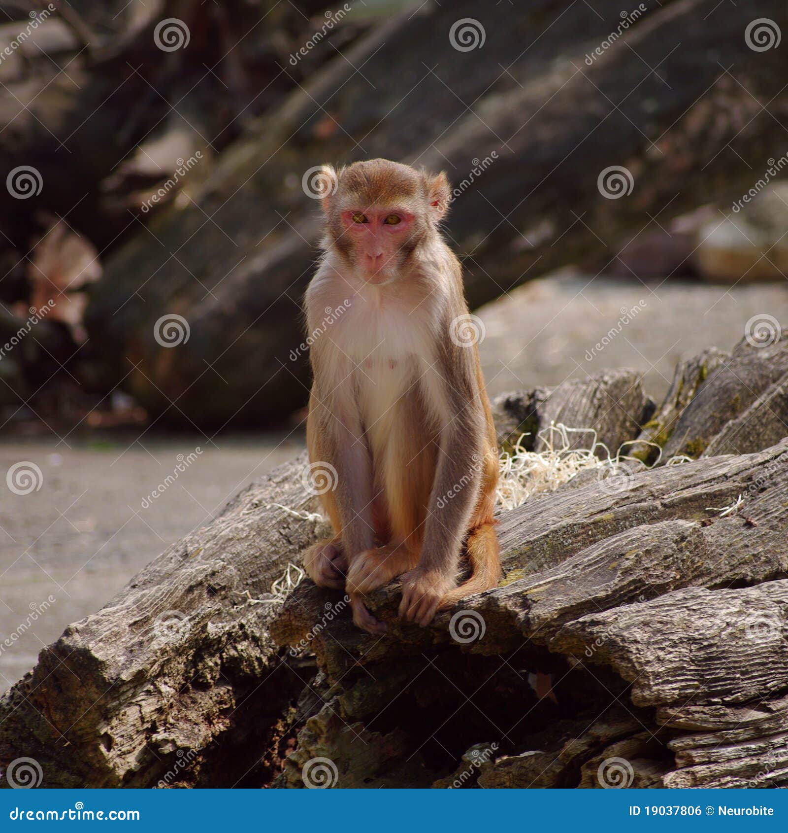 Rhesus Monkey at the Heidelberg S Zoo, Germany Stock Photo - Image of ...