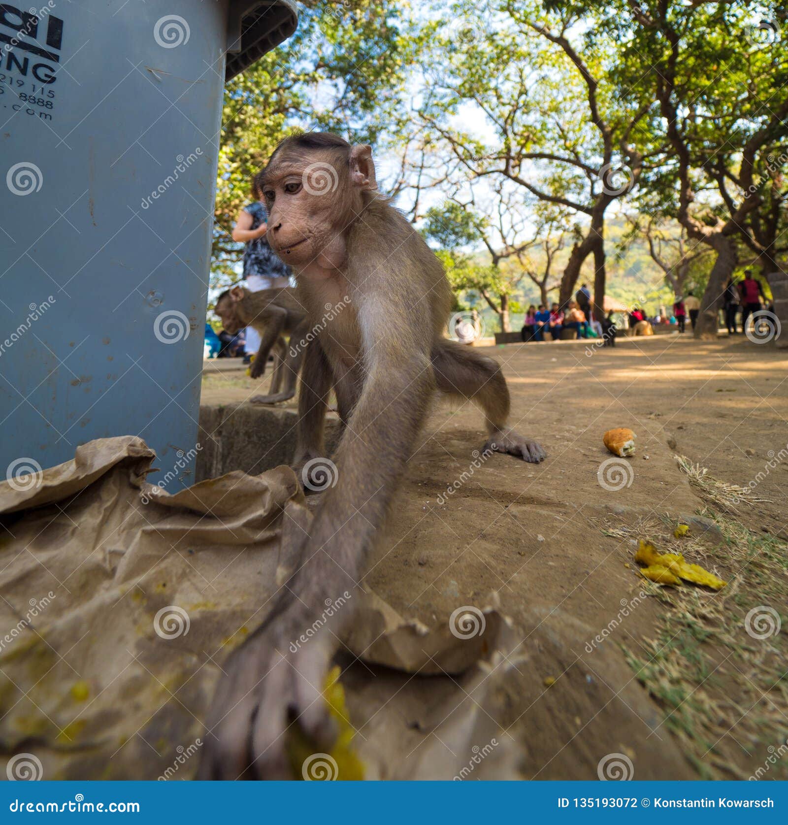 Rhesus Monkey in India Eating from Trash. Editorial Photography - Image ...