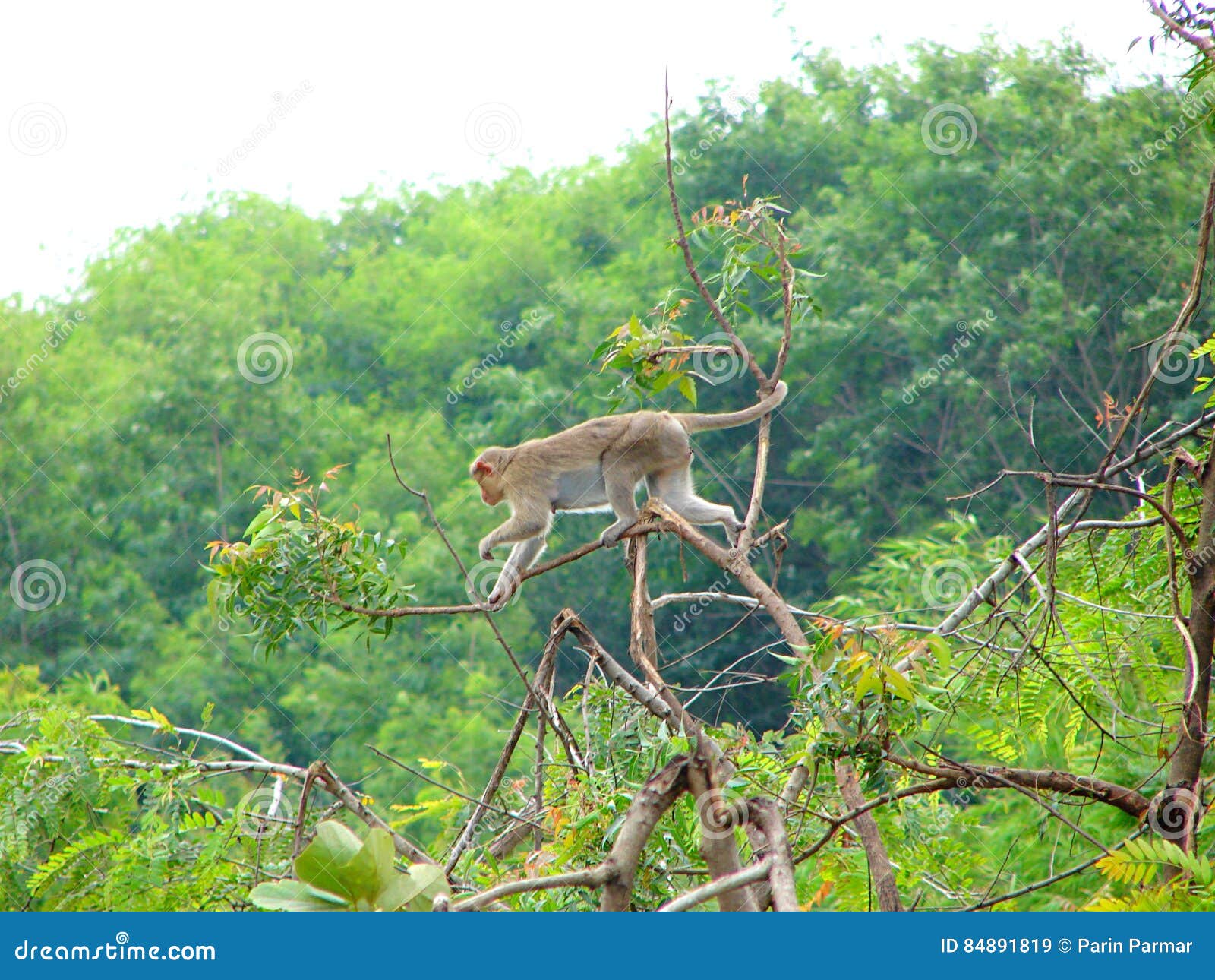 A Rhesus Monkey Jumping on Braches of a Tree Stock Image - Image of ...