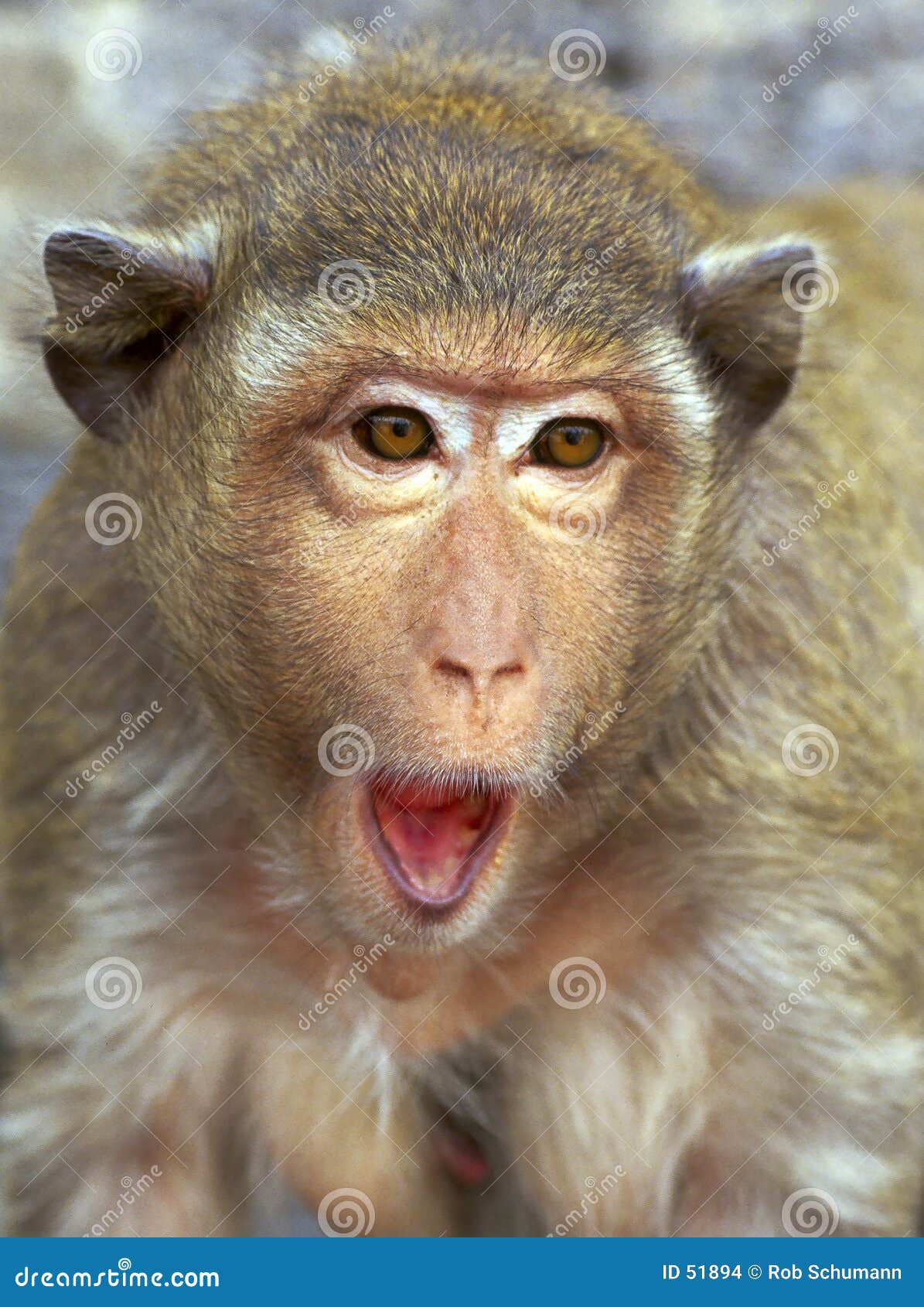 Rhesus Monkey Portrait - Surprise Stock Images - Image: 51894