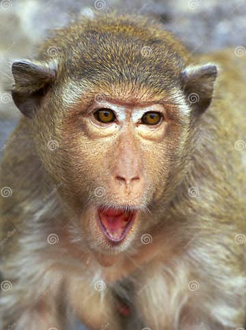 Rhesus Monkey Portrait - Surprise Stock Photo - Image of loss, agape: 51894