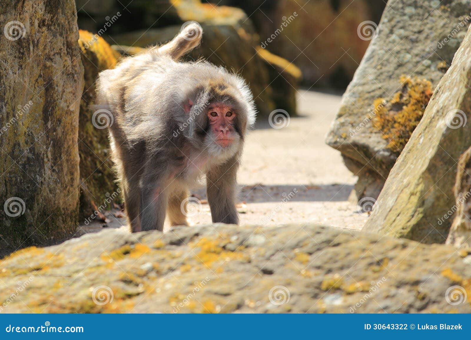 Rhesus monkey stock photo. Image of animal, adult, rhesus - 30643322