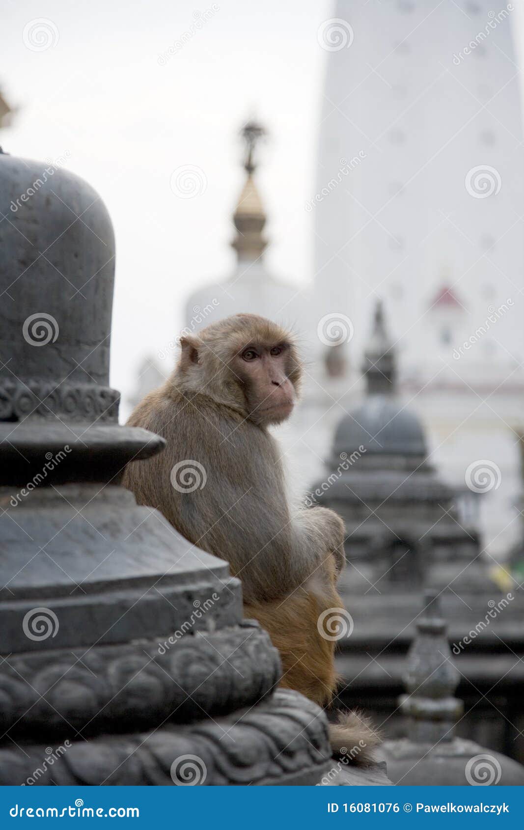 Rhesus Monkey in Swayambhunath, Kathmandu. Stock Photo - Image of ...