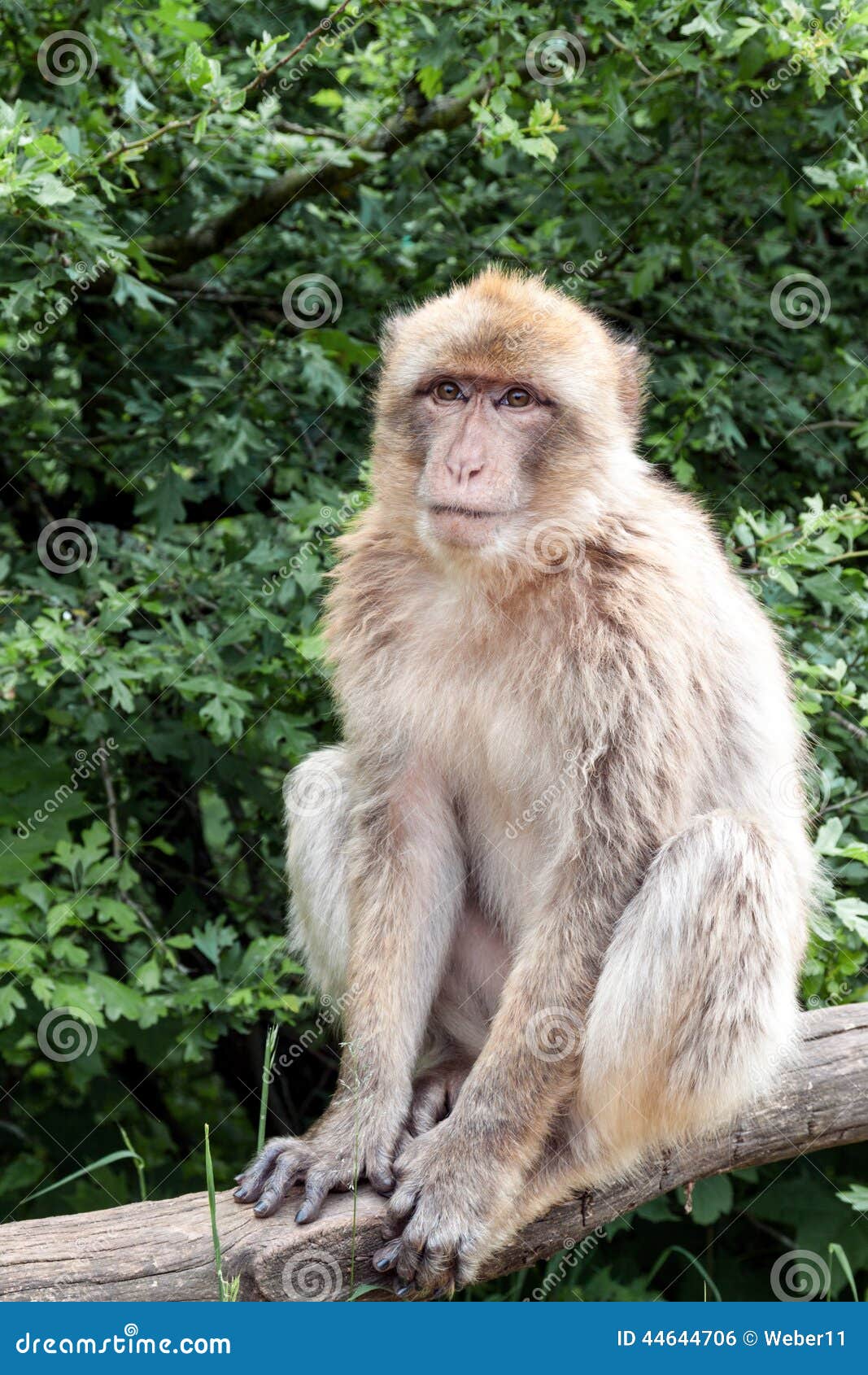 Rhesus monkey stock photo. Image of sitting, tree, rhesus - 44644706