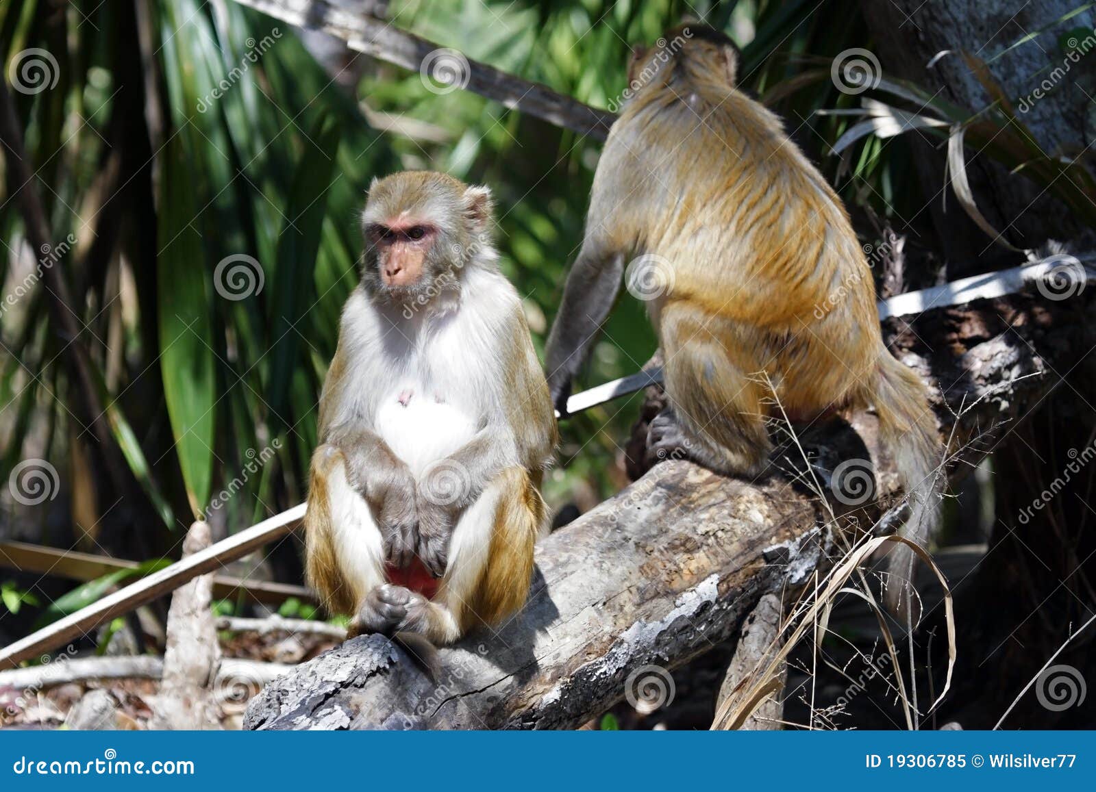 Rhesus Monkeys stock image. Image of wild, rhesus, monkey - 19306785