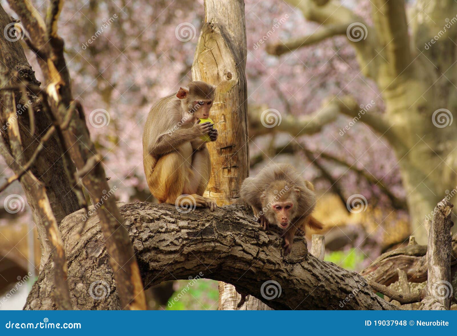 Rhesus Monkeys at Heidelberg Zoo, Germany Stock Photo - Image of affen ...