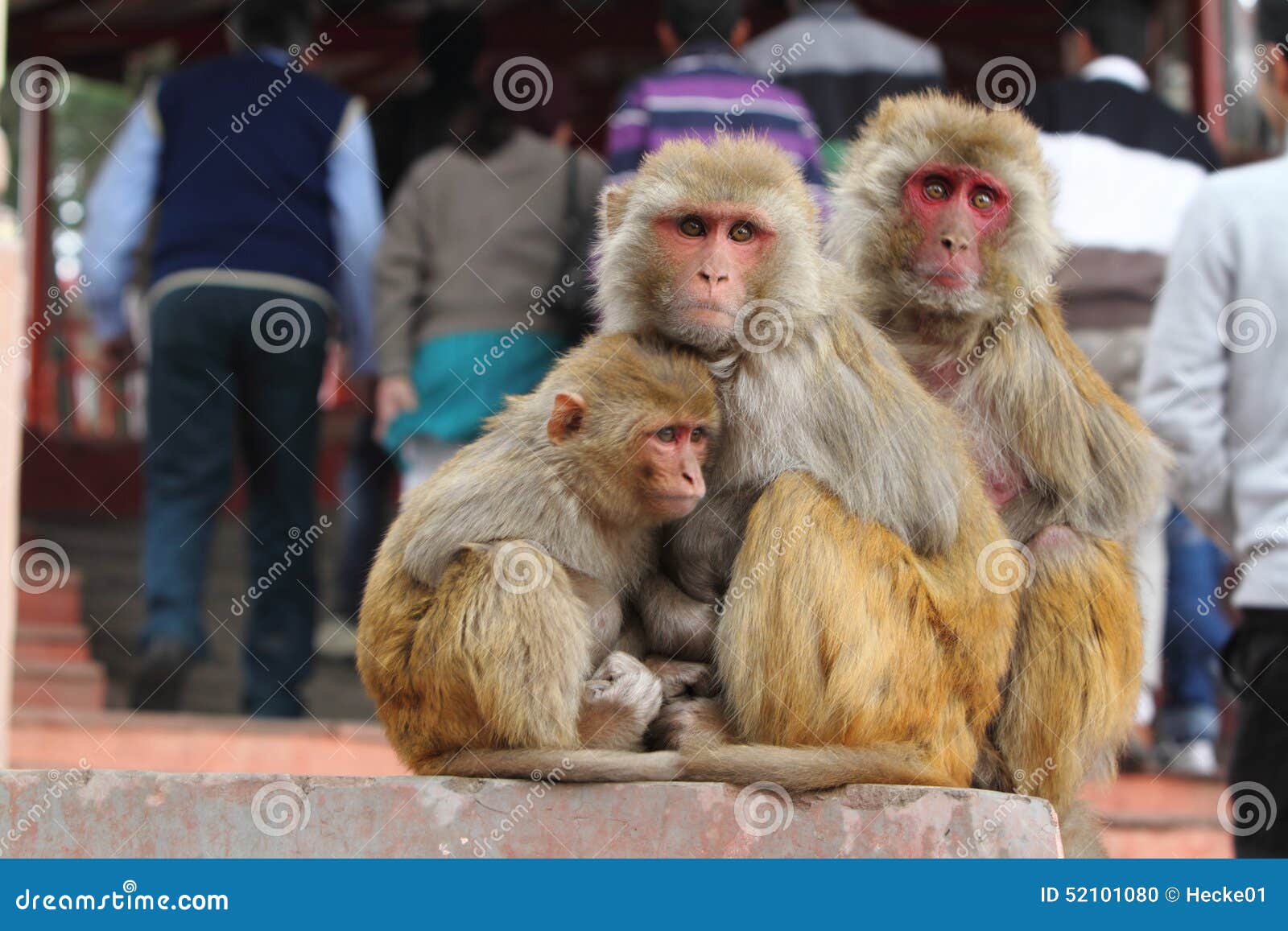 Rhesus Monkeys stock photo. Image of monkey, india, mulatta - 52101080