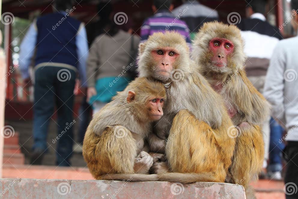 Rhesus Monkeys stock photo. Image of monkey, india, mulatta - 52101080