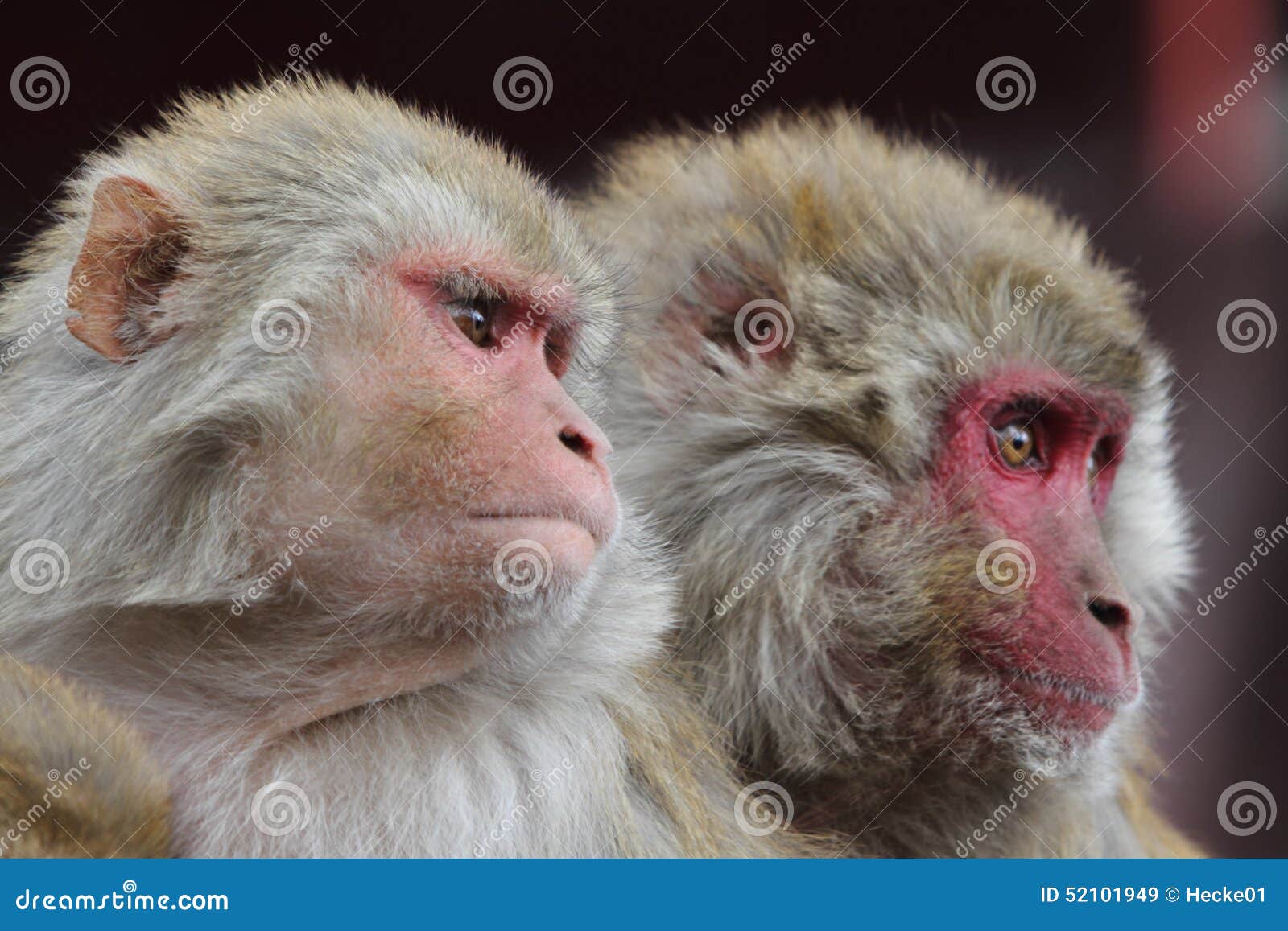 Rhesus Monkeys stock image. Image of monkey, rhesus, monkeys - 52101949