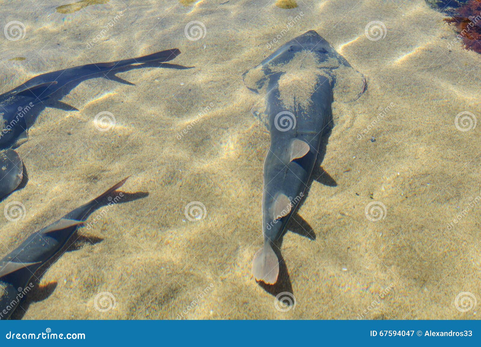 Rhiannon Fish Under the Light in a Shallow Stock Image - Image of barb ...