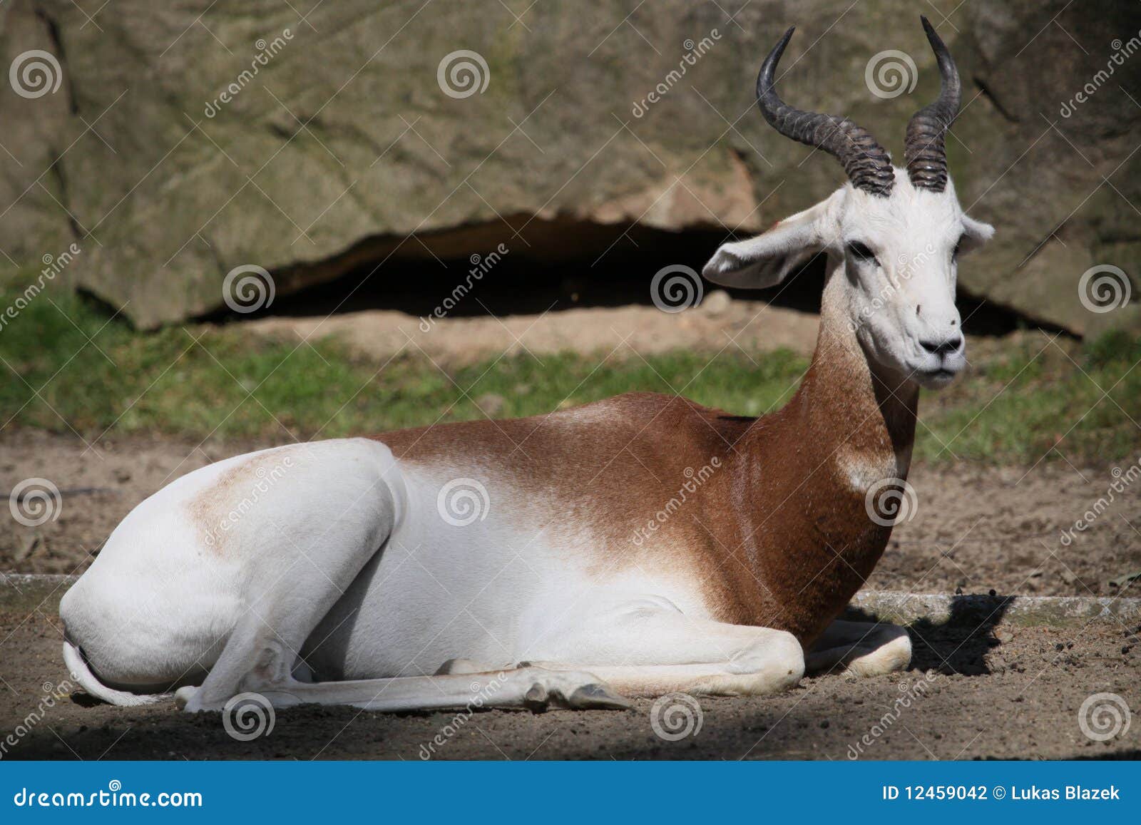 Rhim Gazelle Stock Photo | CartoonDealer.com #12459042