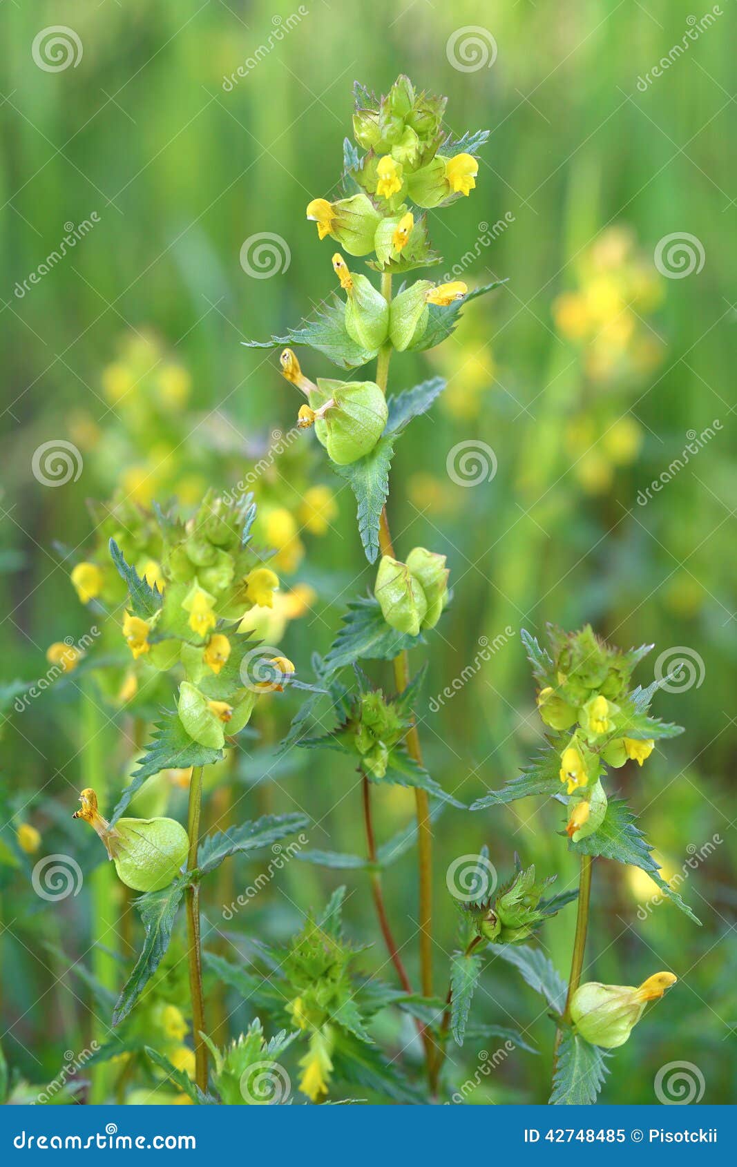 Rhinanthus stock image. Image of yellow, blossoming, rhinanthus - 42748485
