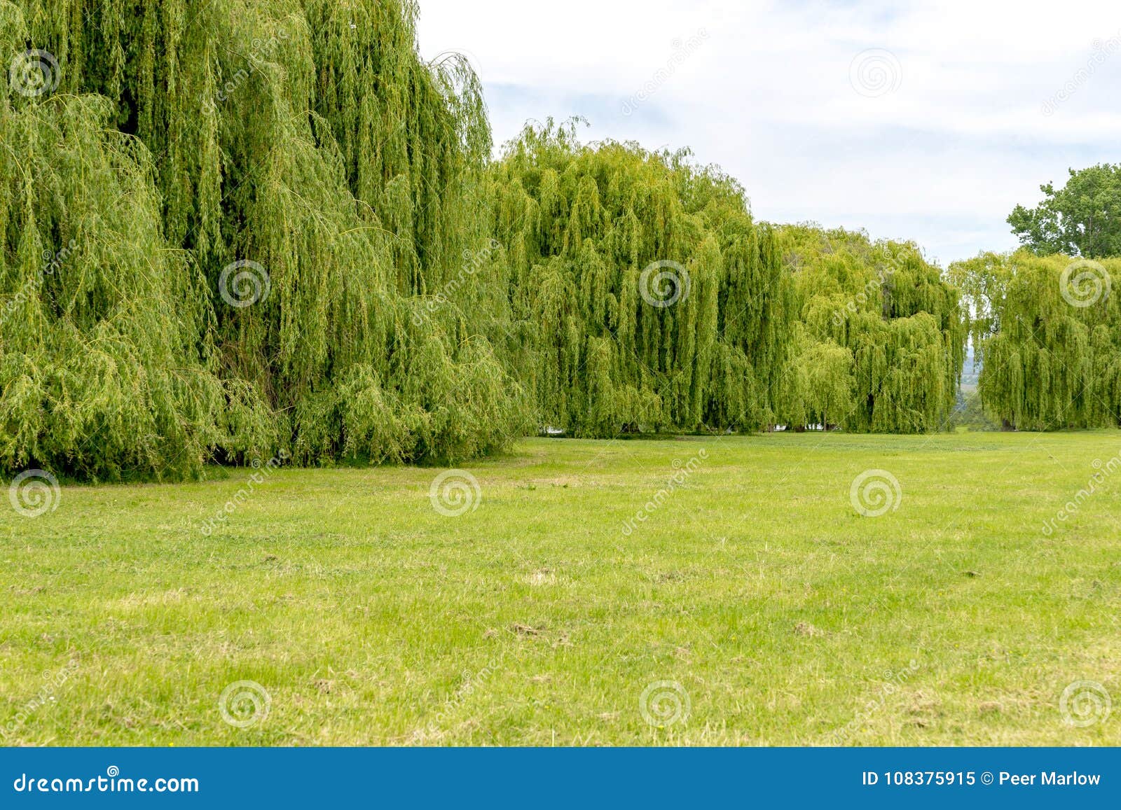 On the Rhine in Germany with a Large Wall of Silver Willow Trees Stock ...