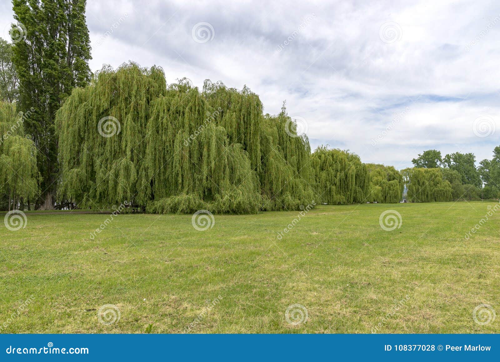 On the Rhine in Germany with a Large Wall of Silver Willow Trees Stock ...