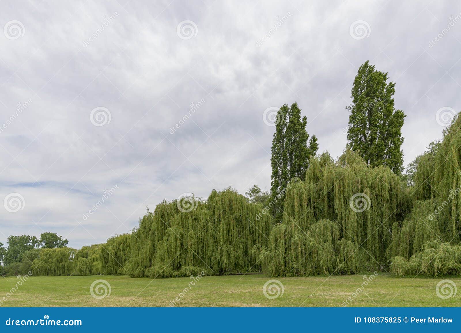 On the Rhine in Germany with a Large Wall of Silver Willow Trees Stock ...