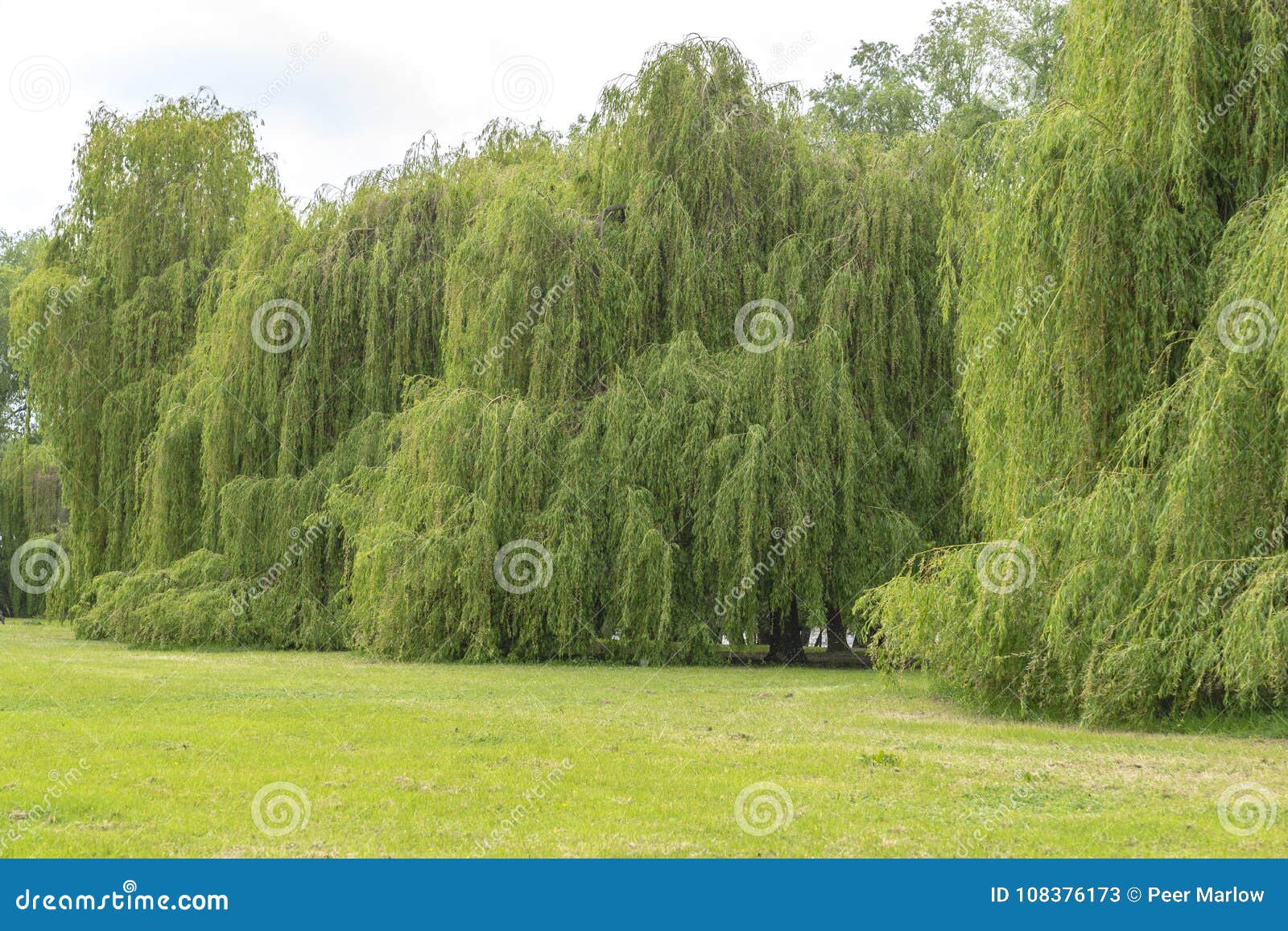 On the Rhine in Germany with a Large Wall of Silver Willow Trees Stock ...
