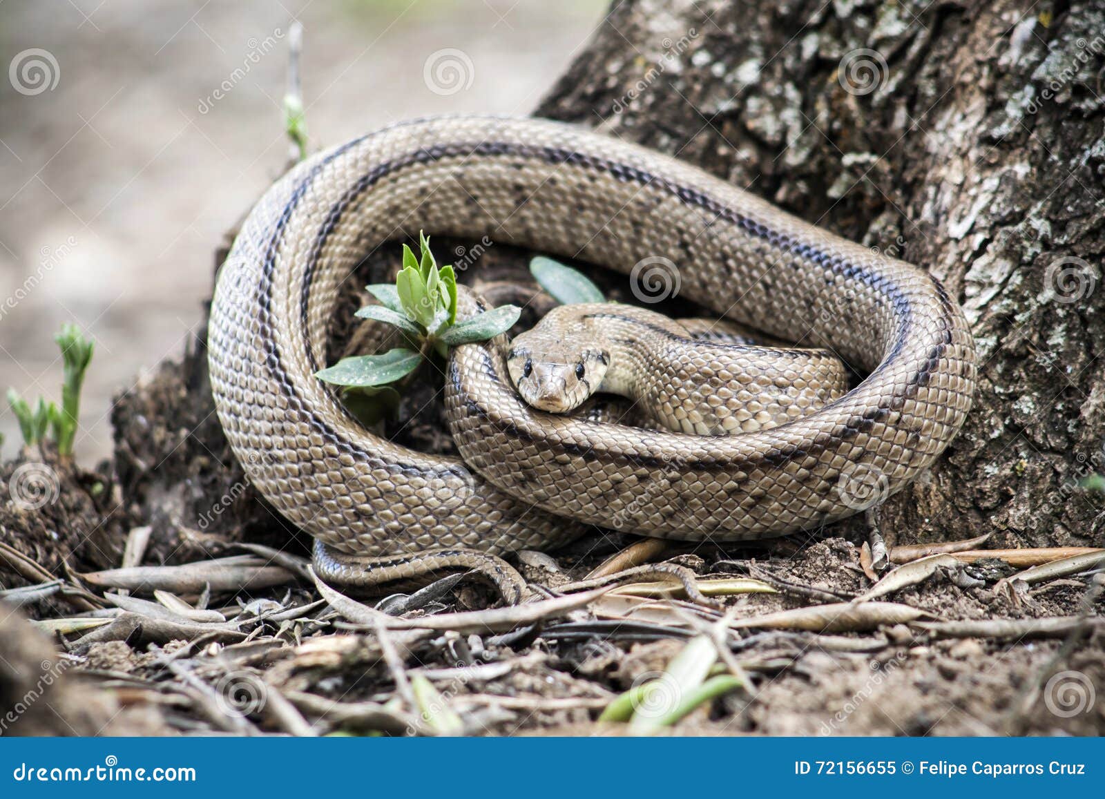 The Snake Stairs Of The Pyramid Of Chichen Itza. Royalty-Free Stock ...
