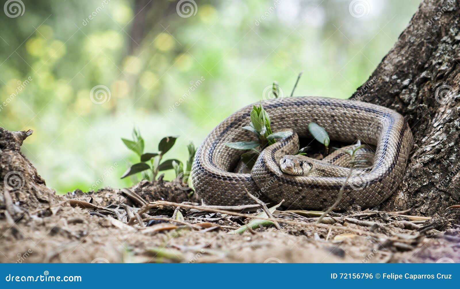 Rhinechis Scalaris, Called Also Stairs Snake Stock Photo - Image of ...